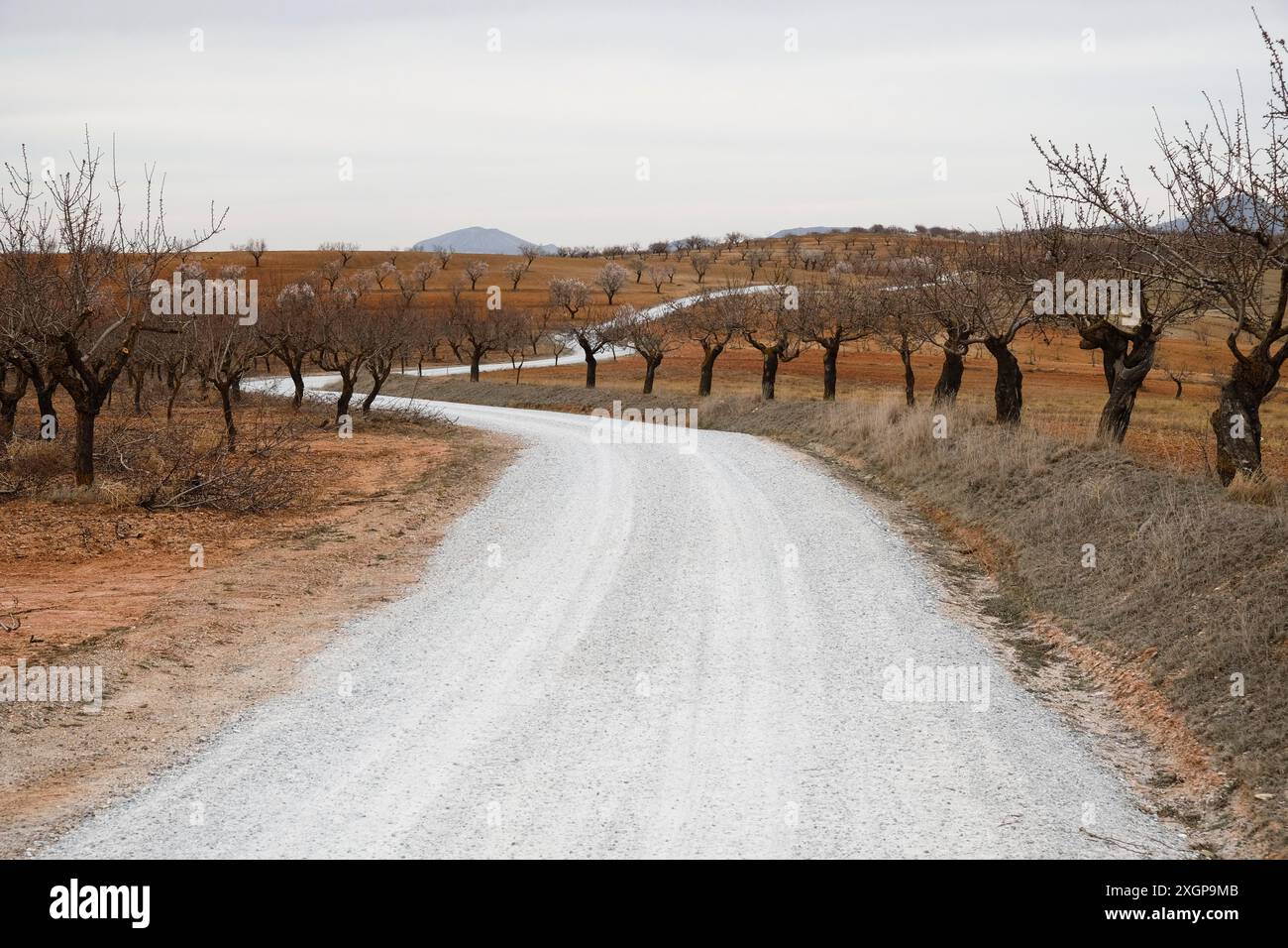 Country road with almond trees in the Sierra de las Estancias, Murcia ...