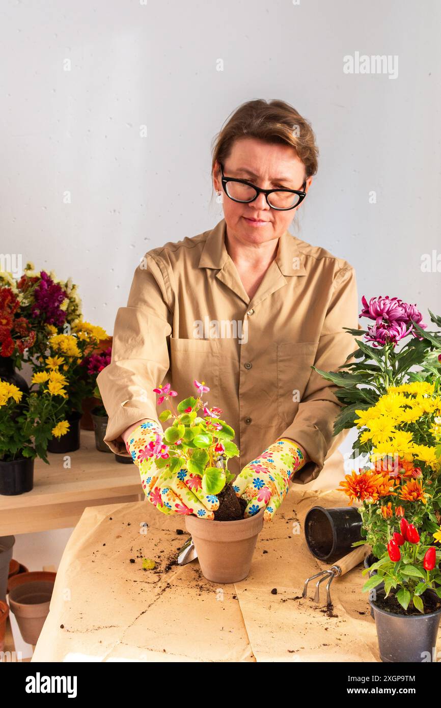 Woman 50 years old transplanting begonia flowers into pots, decorating ...