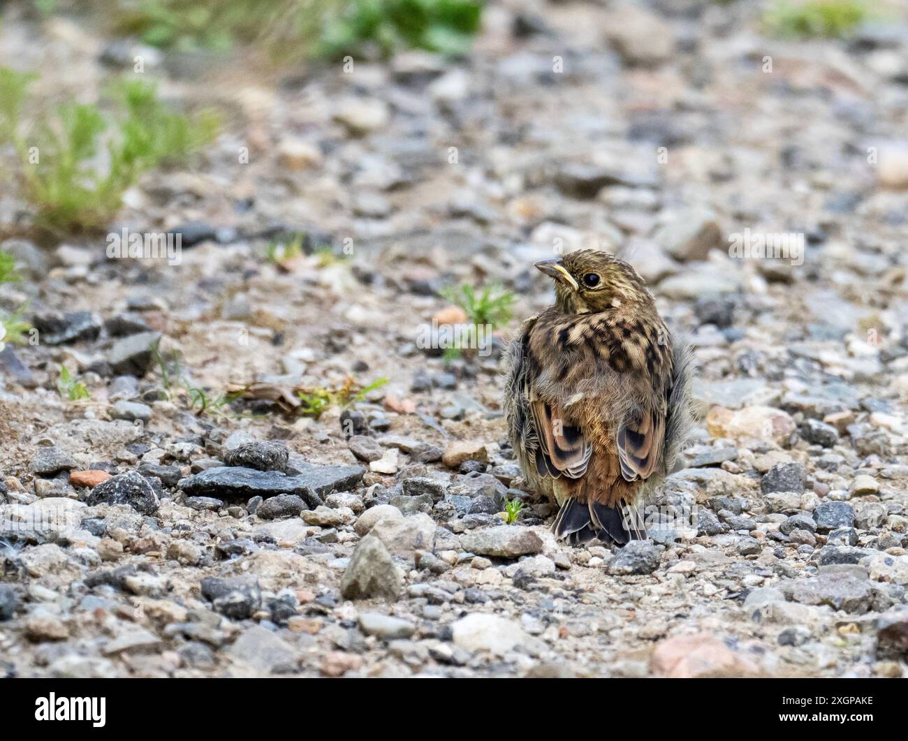 A fledgling Yellowhammer, Emberiza citrinella at Troup Head in ...