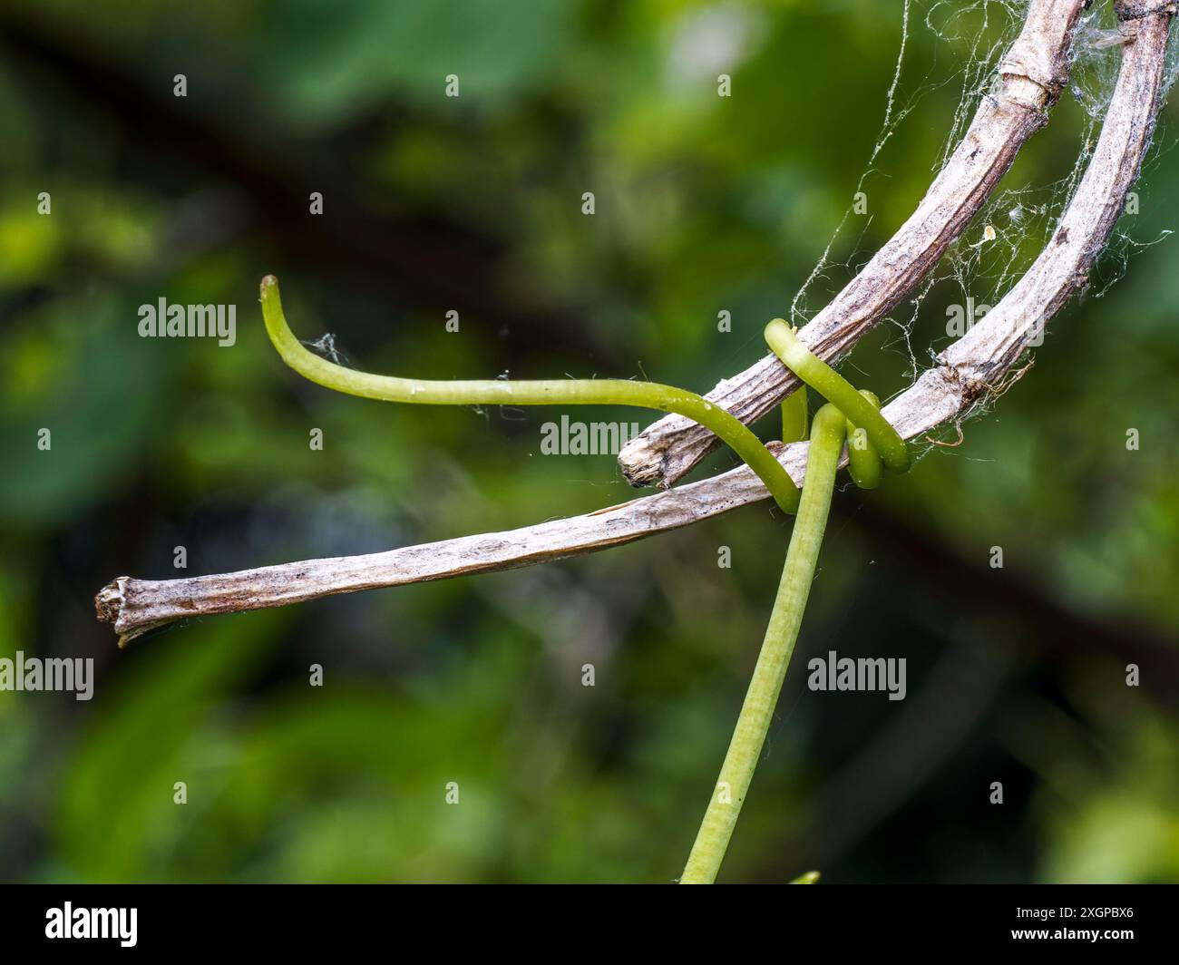 Green tendril on a branch in the rainforest of Costa Rica. invasive ...