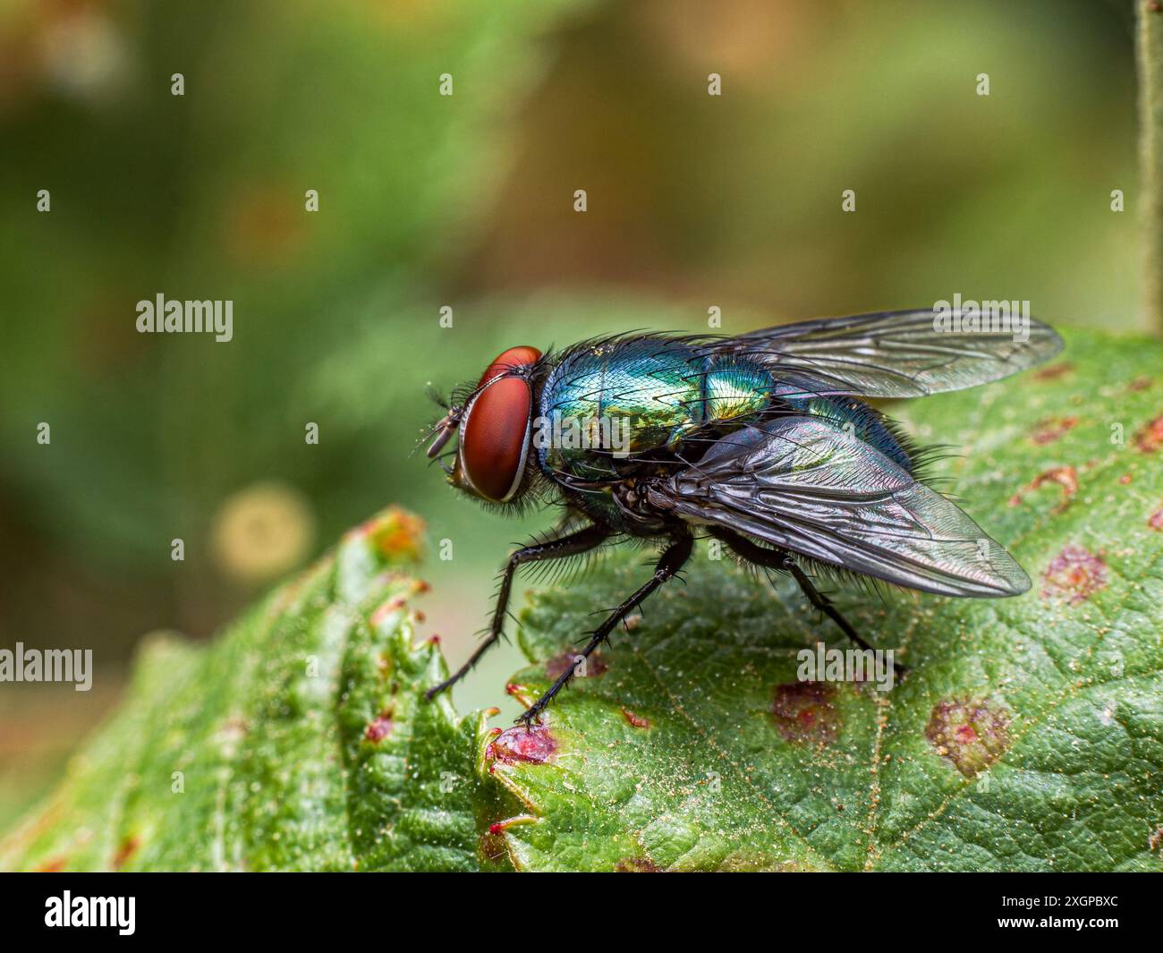 Insect anatomy hi-res stock photography and images - Alamy