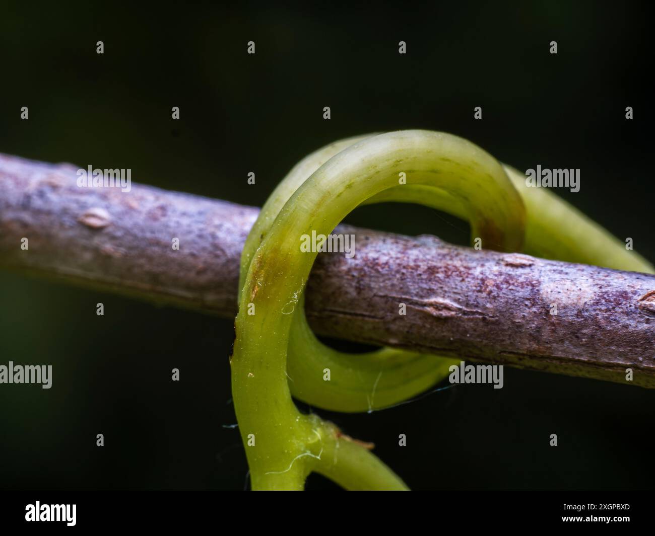 Green tendril on a branch in the rainforest of Costa Rica. invasive ...