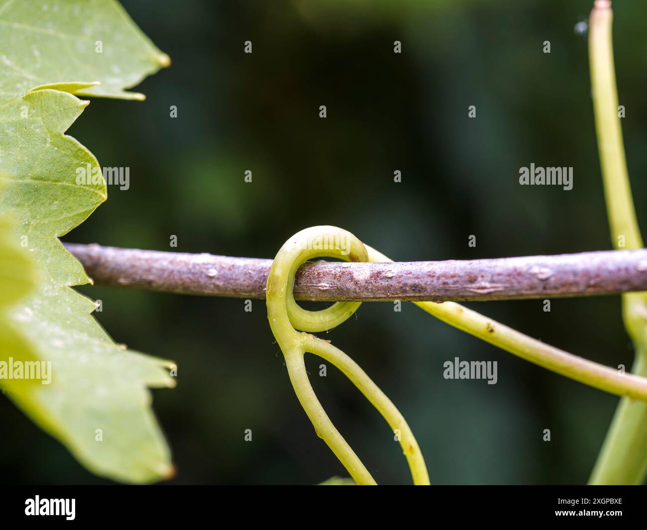 Green tendril on a branch in the rainforest of Costa Rica. invasive ...