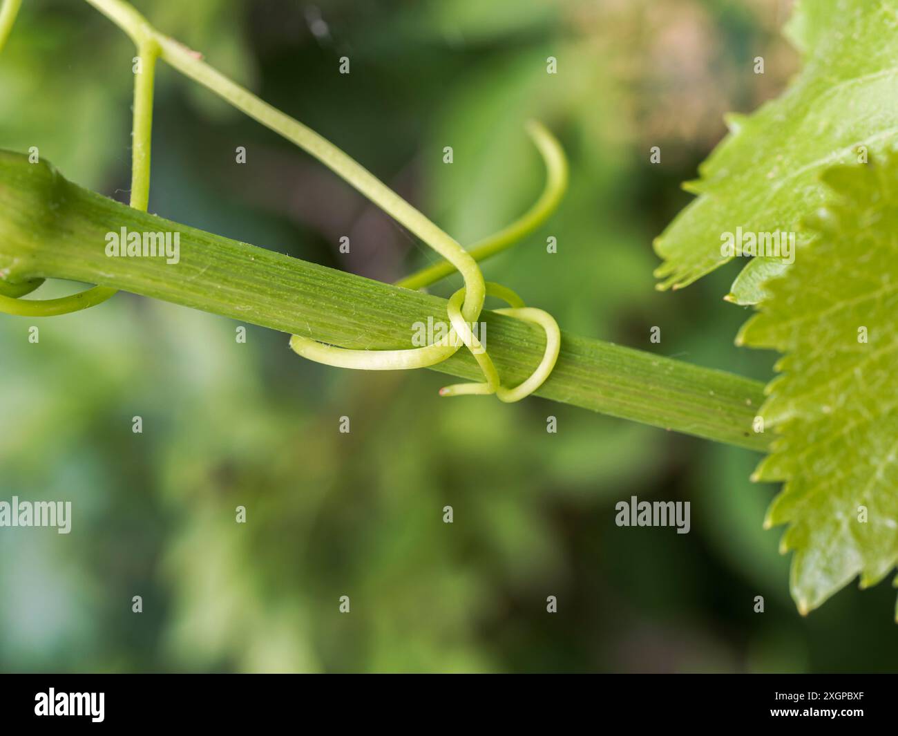 Green tendril on a branch in the rainforest of Costa Rica. invasive ...