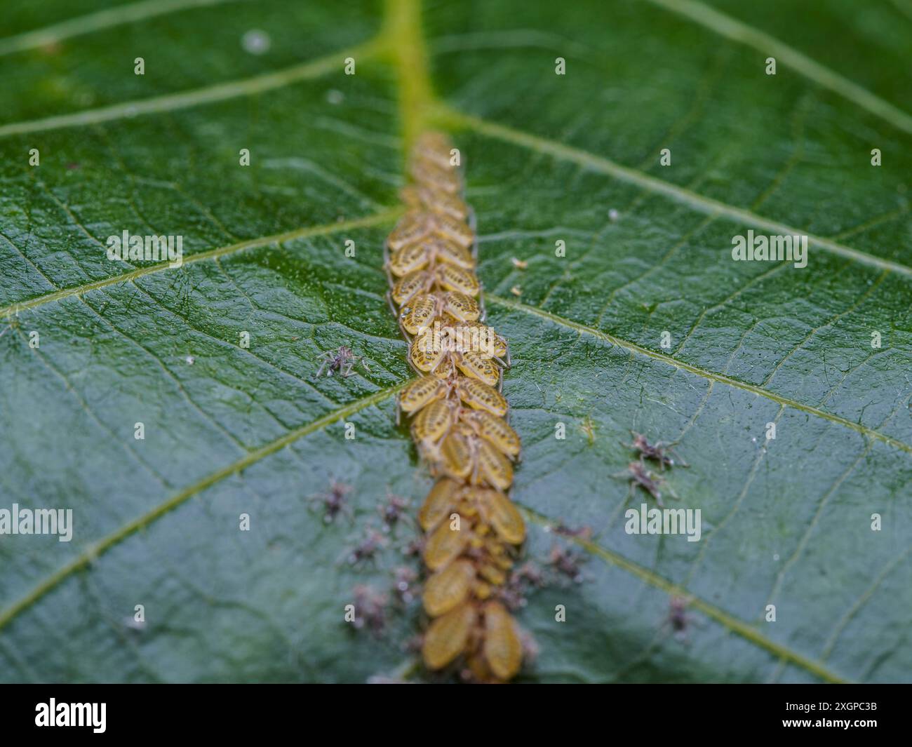 Life cycle of insects hi-res stock photography and images - Alamy