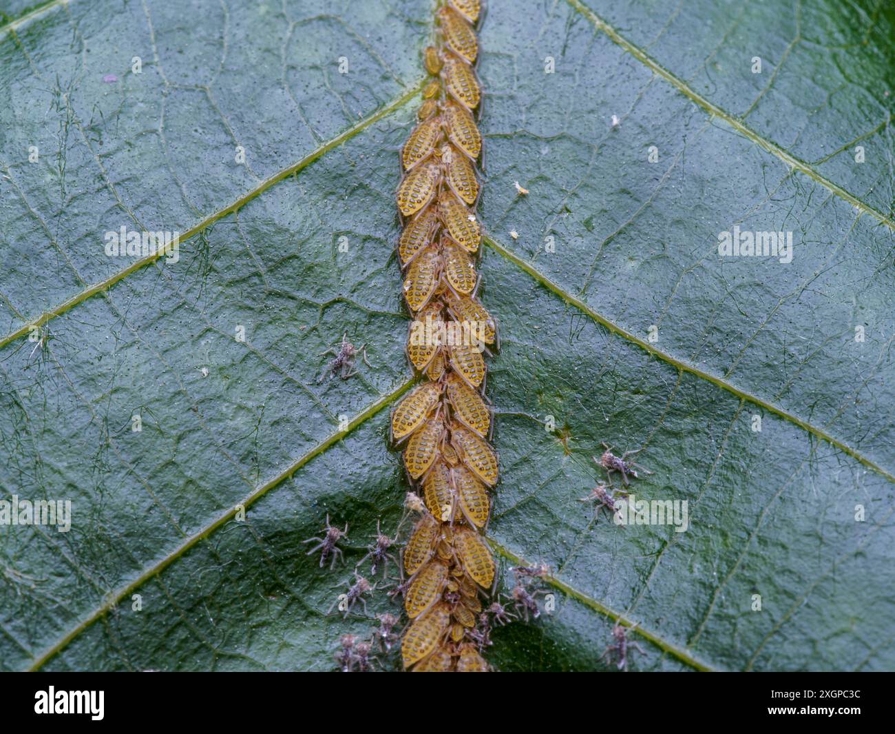 Close up of aphid larva on a green leaf in nature. Ants and aphids on a ...