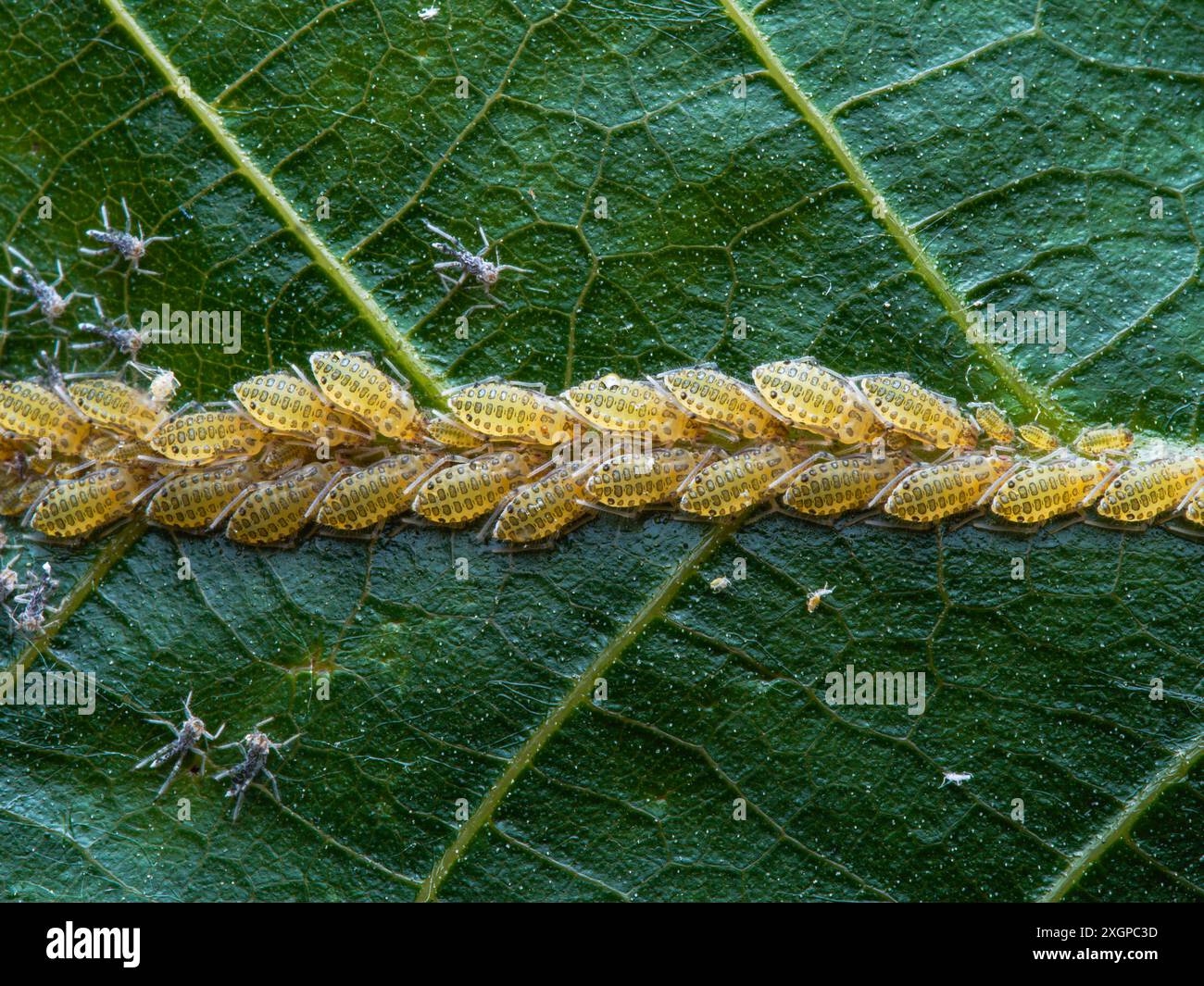 Close up of aphid larva on a green leaf in nature. Ants and aphids on a green leaf in the garden ...