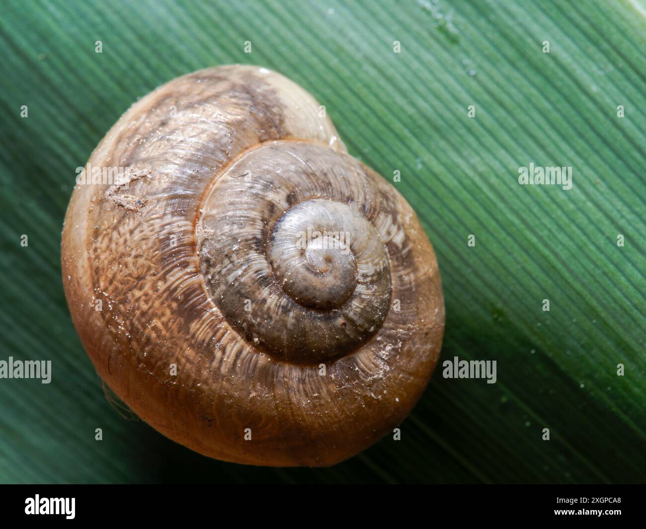 Copse Snail - Arianta arbustorum Stock Photo - Alamy