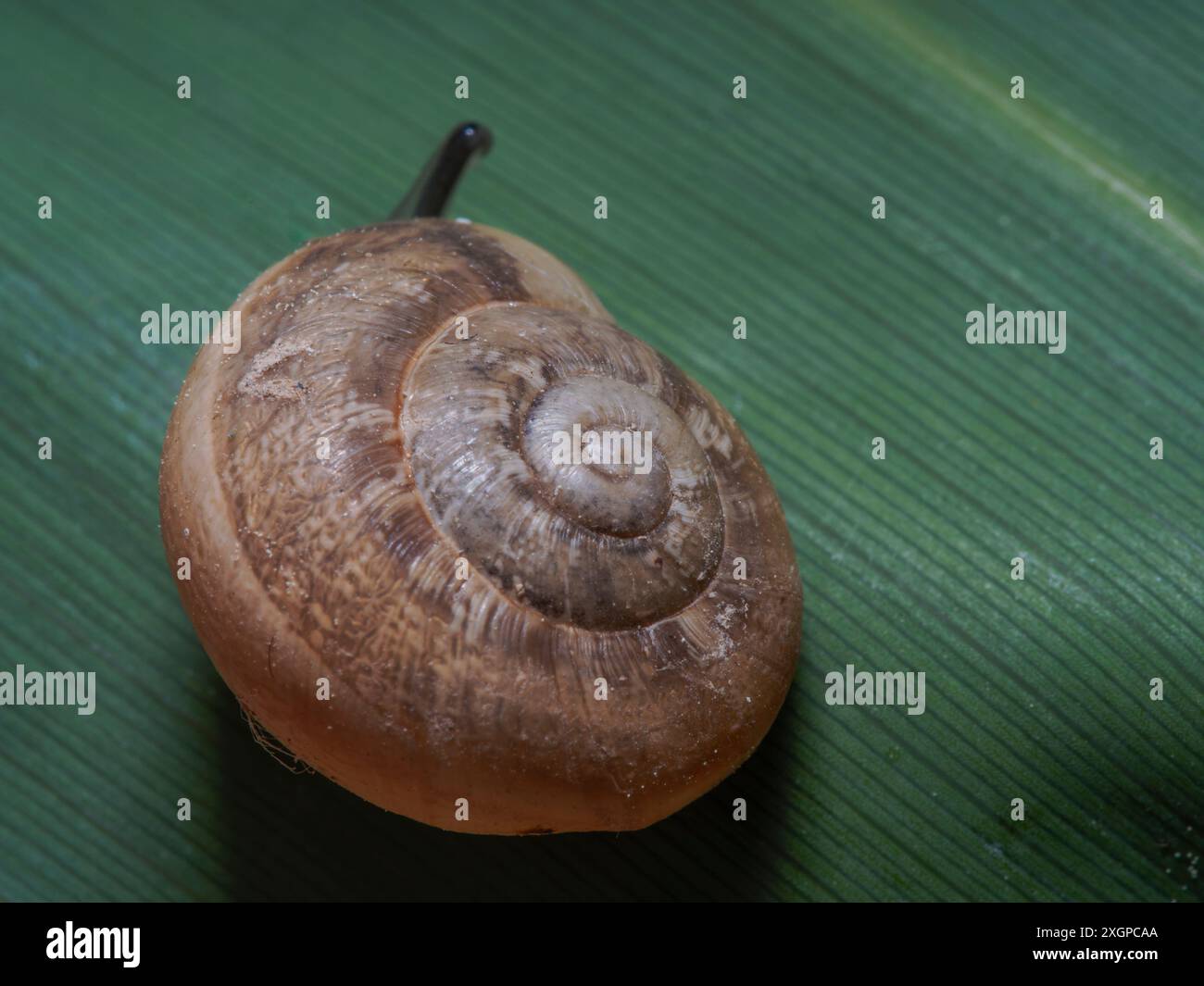 Copse Snail - Arianta arbustorum Stock Photo - Alamy