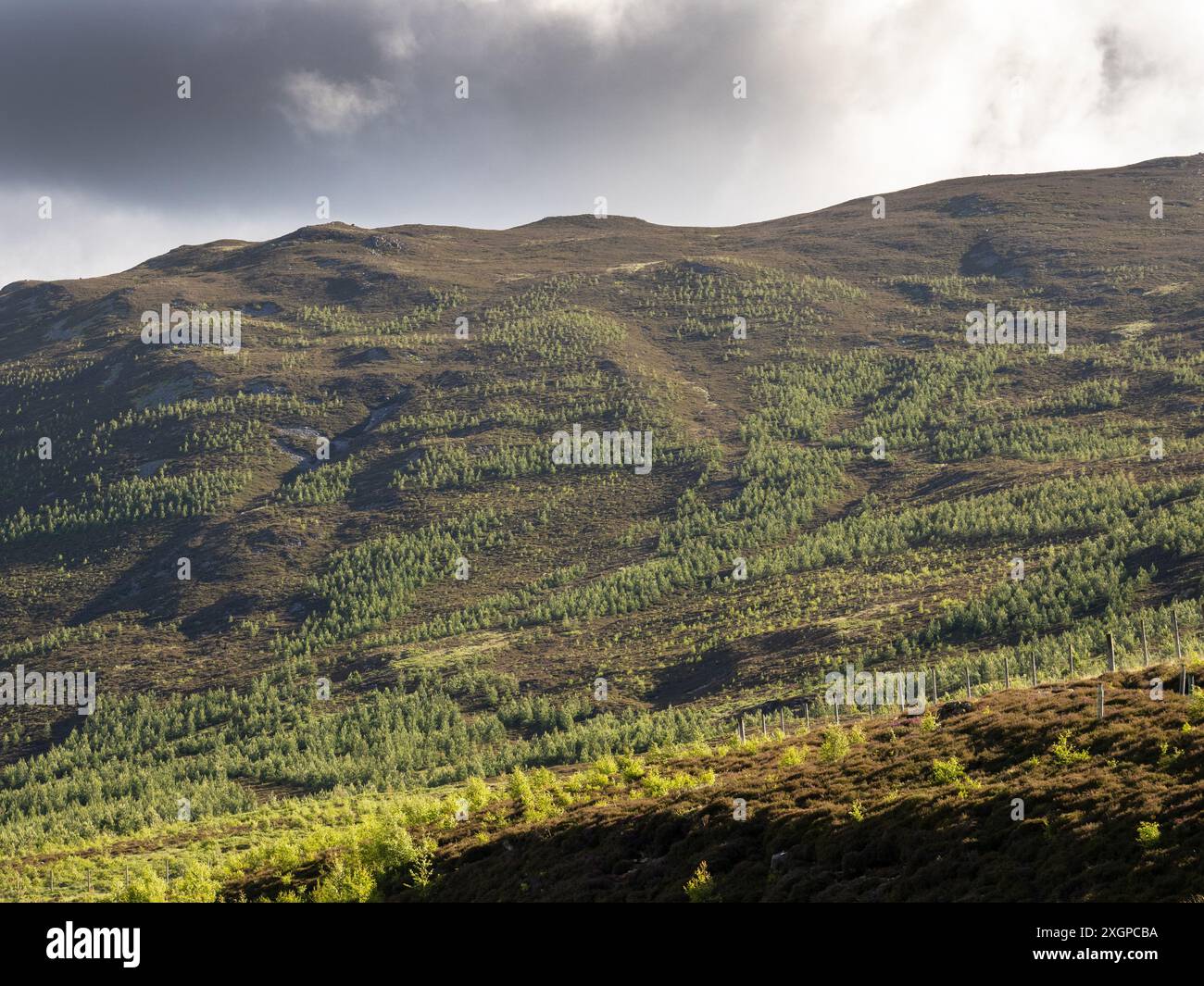 Tree planting scotland hi-res stock photography and images - Alamy