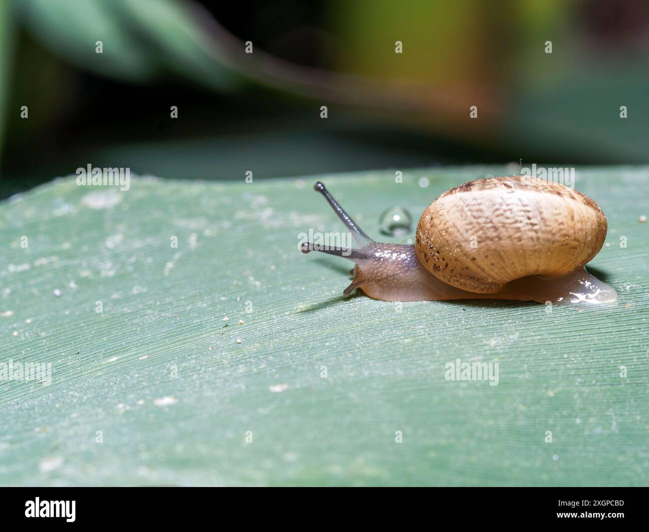 Copse Snail - Arianta arbustorum Stock Photo - Alamy