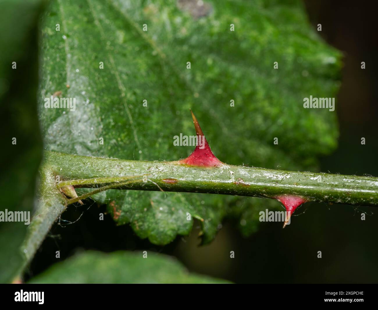 Dangerous thorn hi-res stock photography and images - Alamy