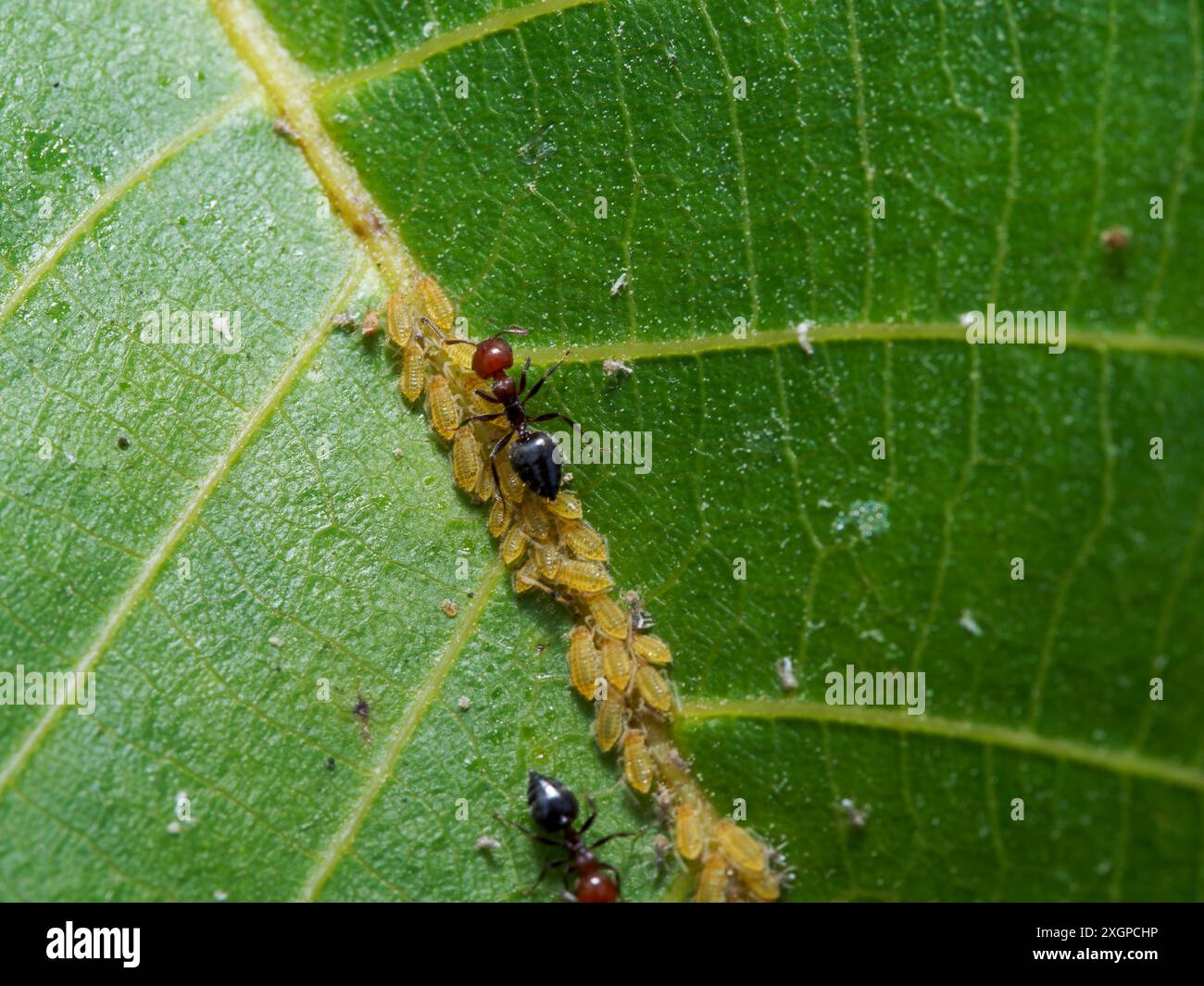 Close up of aphid larva on a green leaf in nature. Ants and aphids on a ...