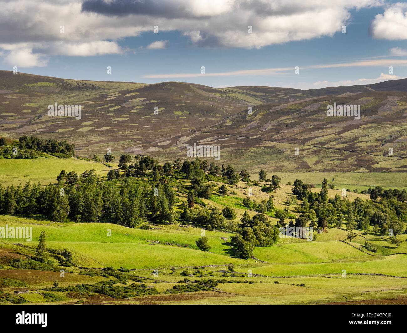 Environmental damage caused by muir burn by the grouse shooting ...