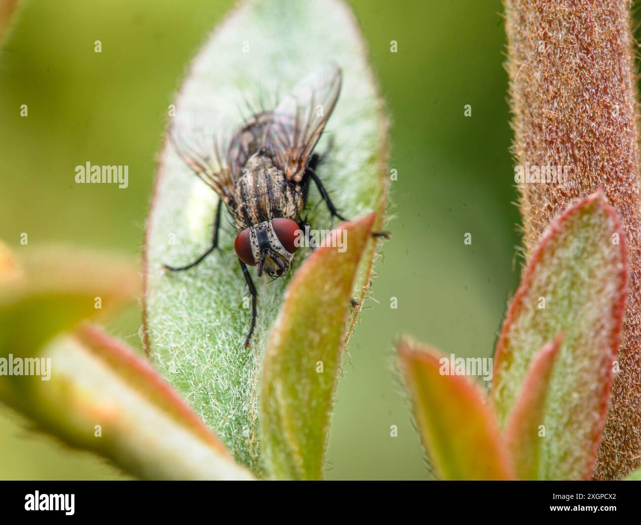 Fly, flying insect red bulging eyes Stock Photo - Alamy