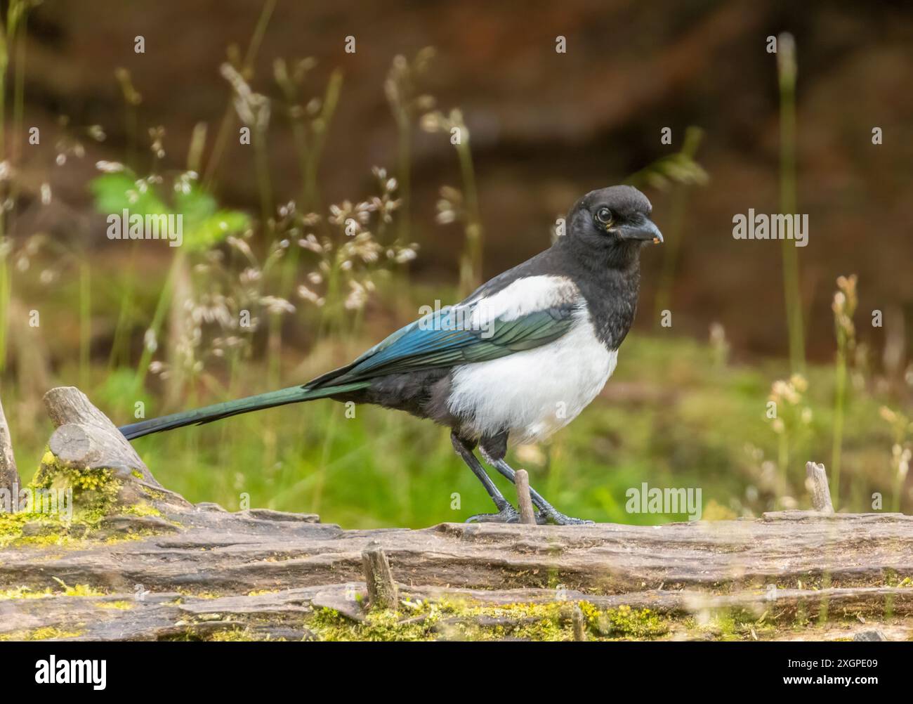 Beautiful white plumage with black markings hi-res stock photography ...
