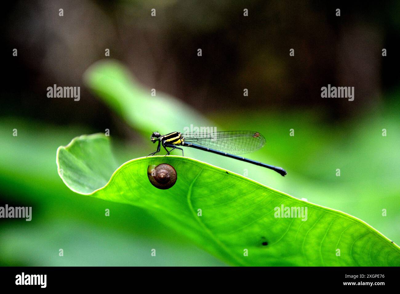 Winged snails hi-res stock photography and images - Alamy