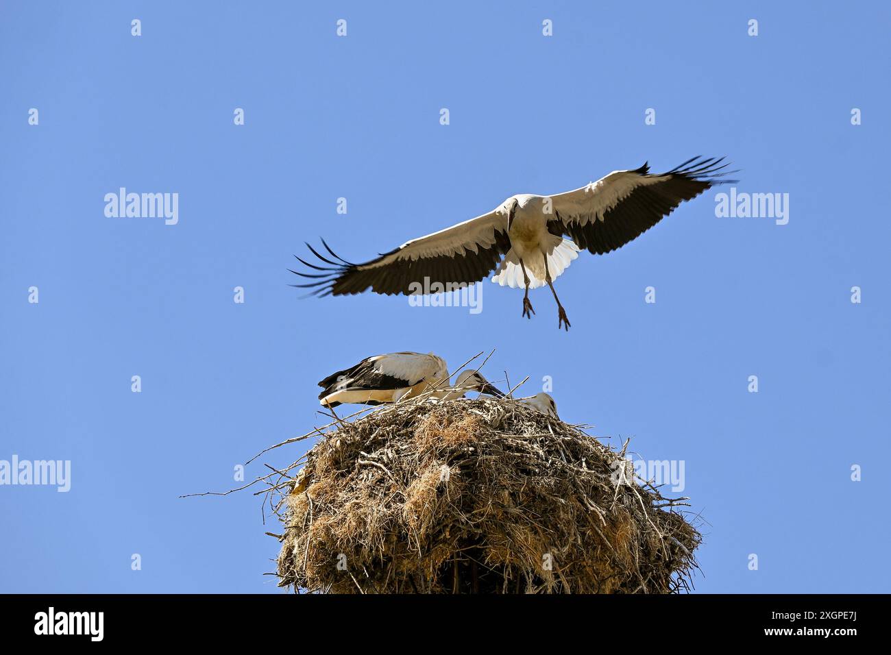 Strandja mountain’s Bulgaria 10th July 2024: Baby White Stork the first ...