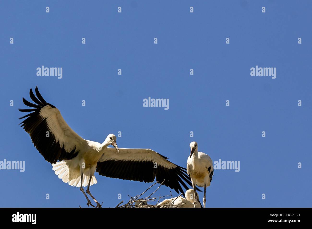 Strandja mountain’s Bulgaria 10th July 2024: Baby White Stork the first ...