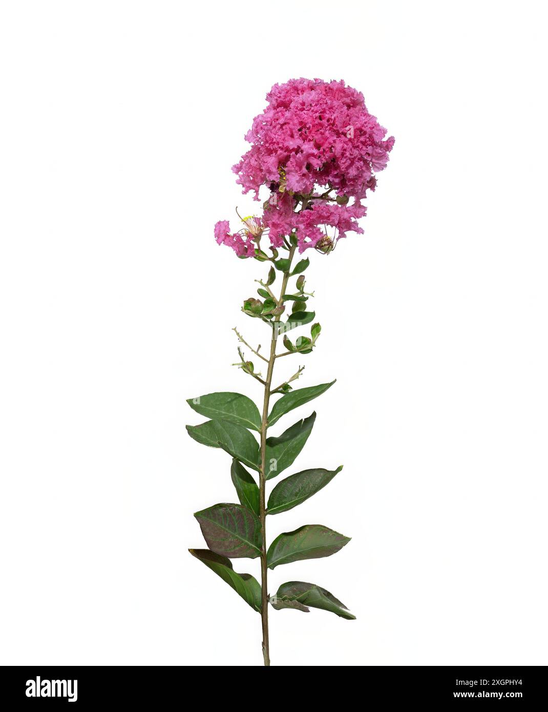 Lagerstroemia indica, Jupiter tree, Crespon, Lagerstroemia indica ...