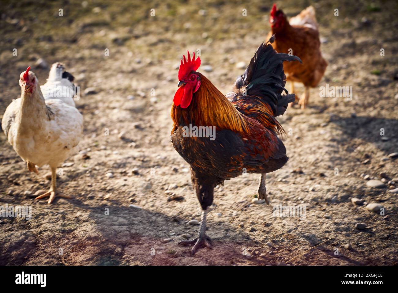 Augsburg, Bavaria, Germany - June 9, 2024: Rooster with free-range ...