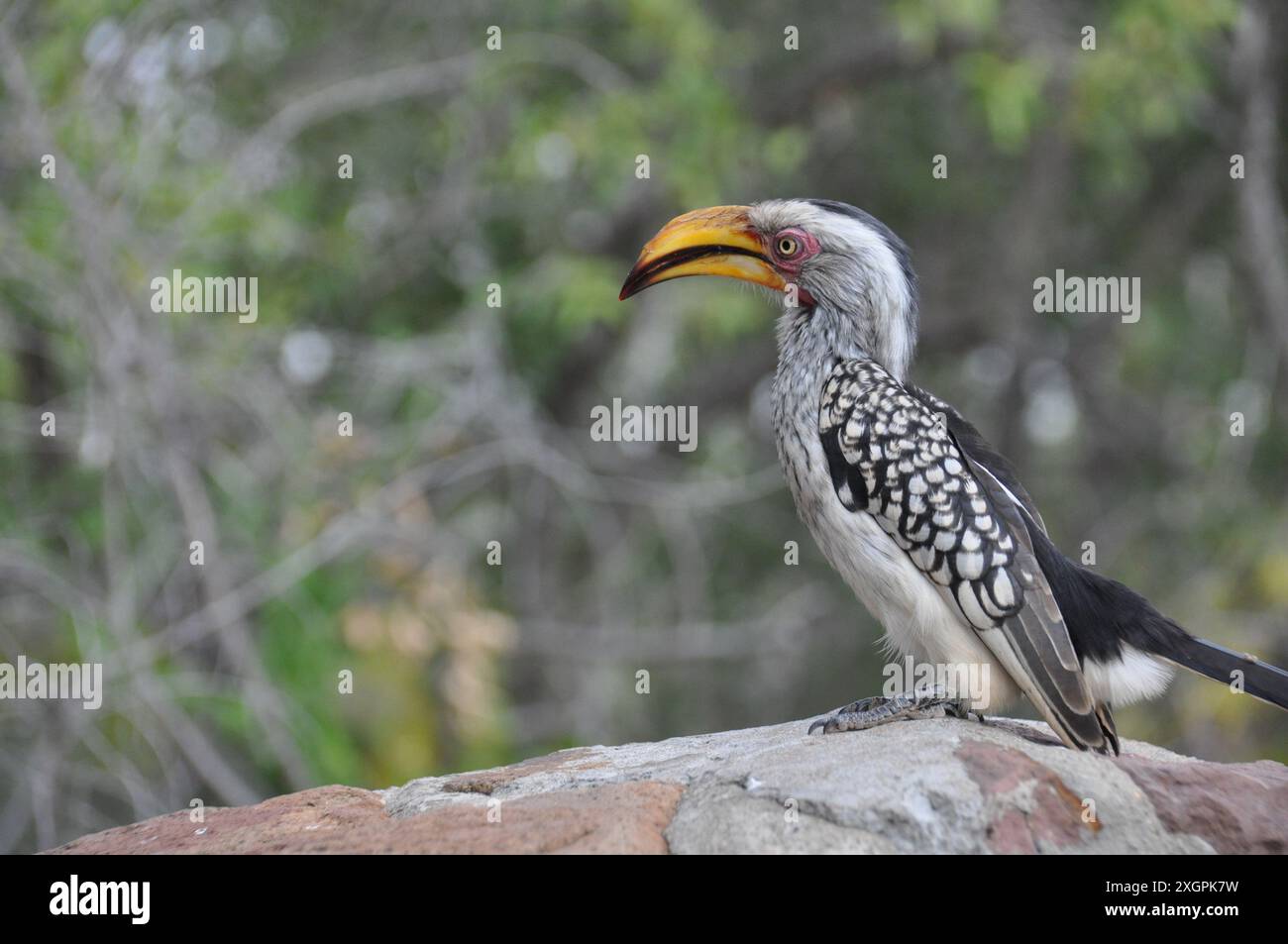 HD images from the Kruger National Park, best selected images! Stock ...