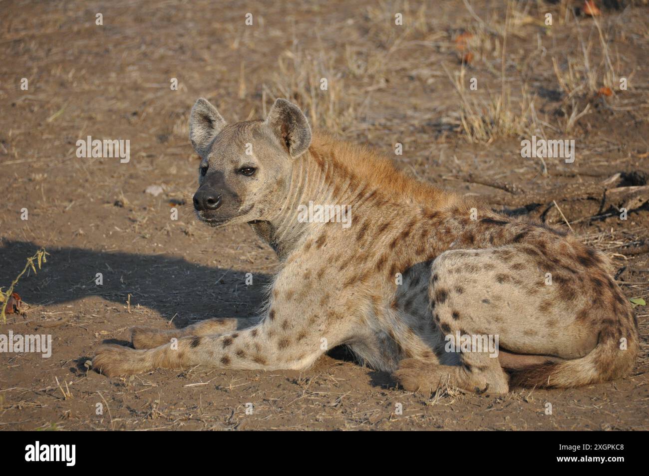 HD images from the Kruger National Park, best selected images! Stock ...