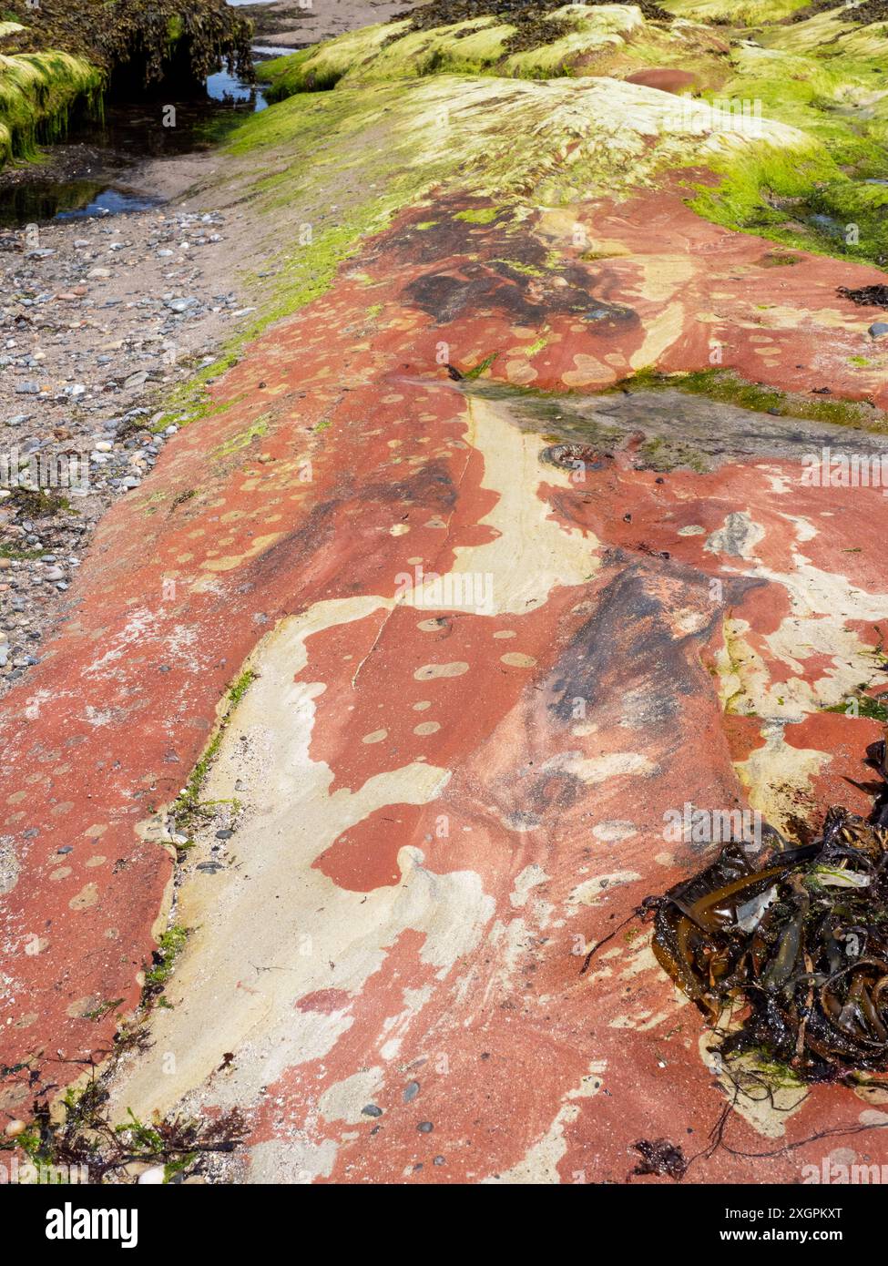 Old Red Sandstone on the shore at Gardenstown in Aberdeenshire ...