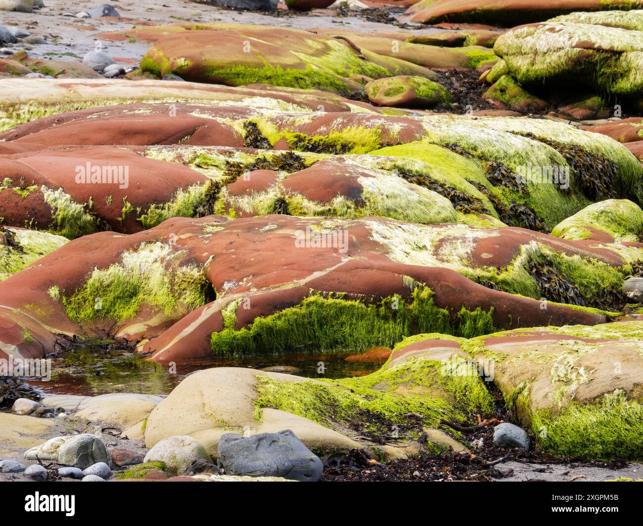 Old Red Sandstone on the shore at Gardenstown in Aberdeenshire ...