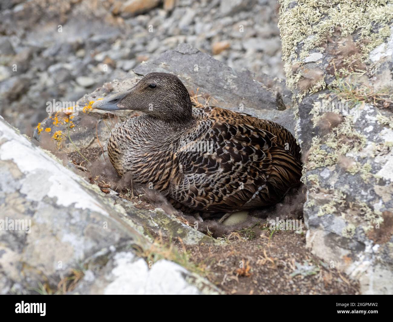 A female Common Eider, Somateria mollissima incubating her eggs on a ...