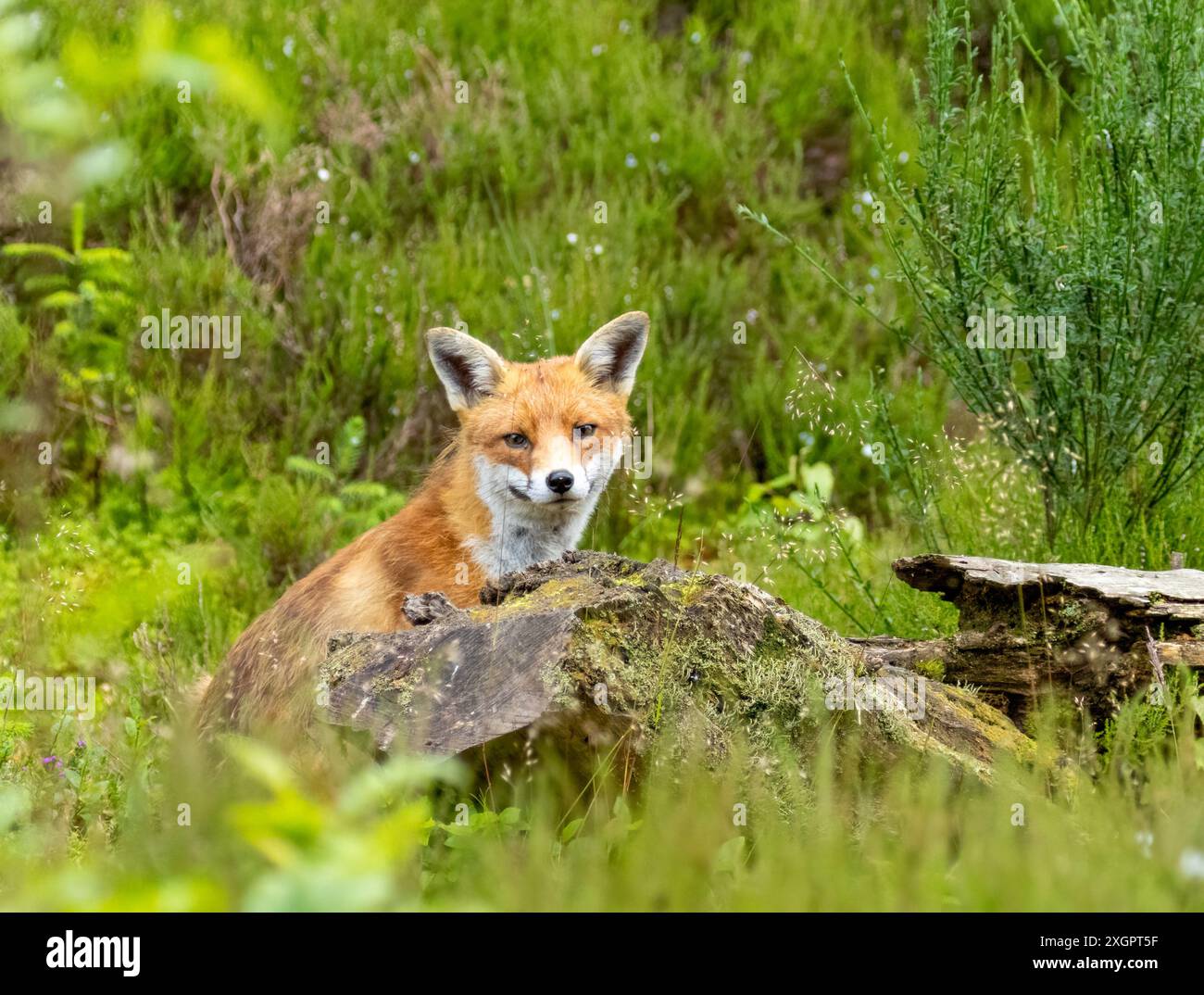 Beautiful curious fox in the forest Stock Photo - Alamy