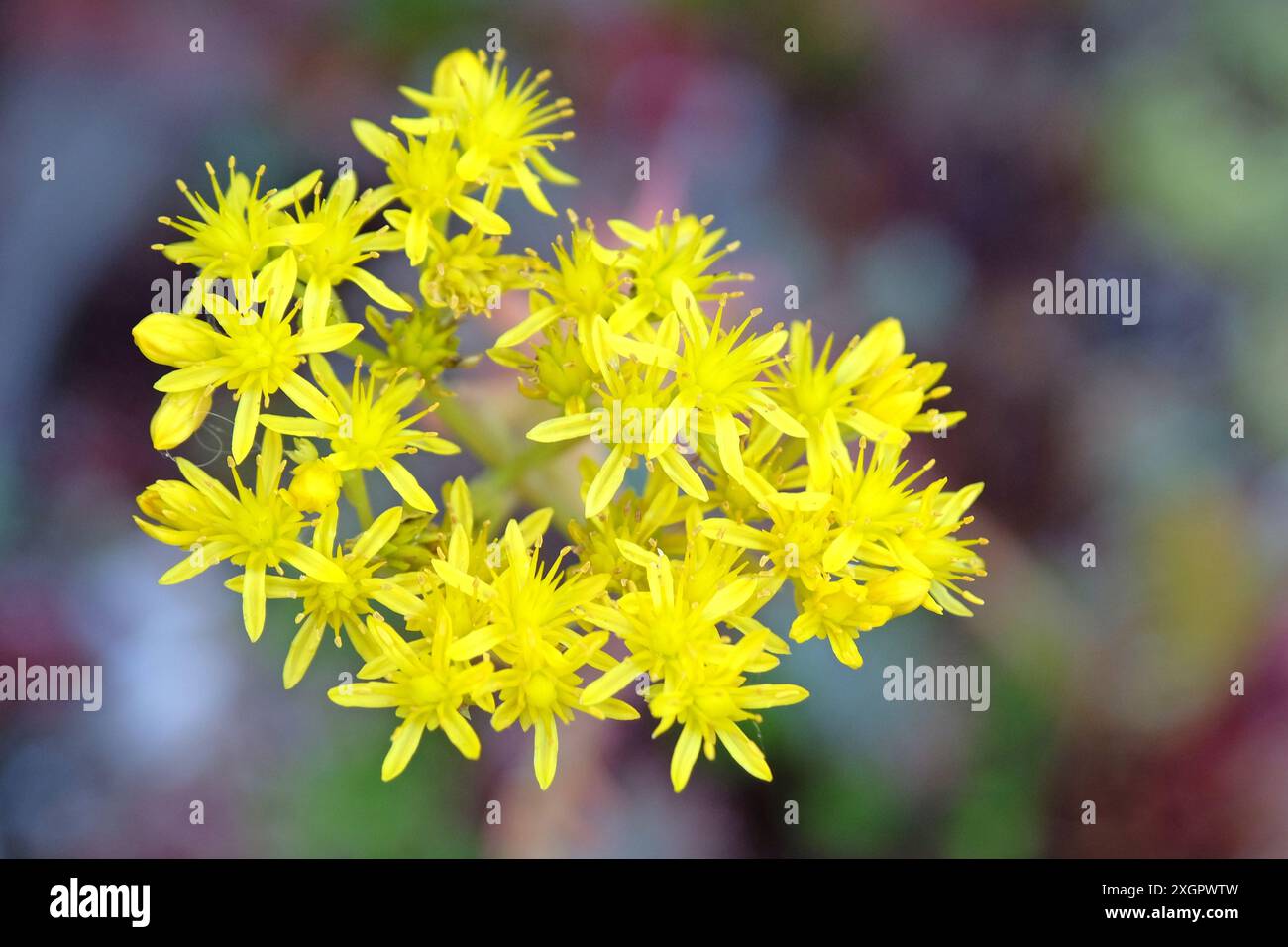 The tiny yellows flowers of Sedum reflexum, also known as Spruce ...