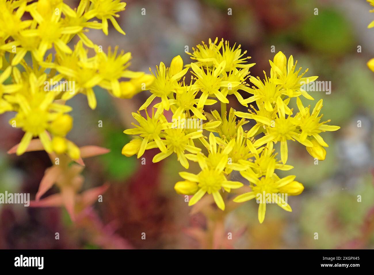 The tiny yellows flowers of Sedum reflexum, also known as Spruce ...