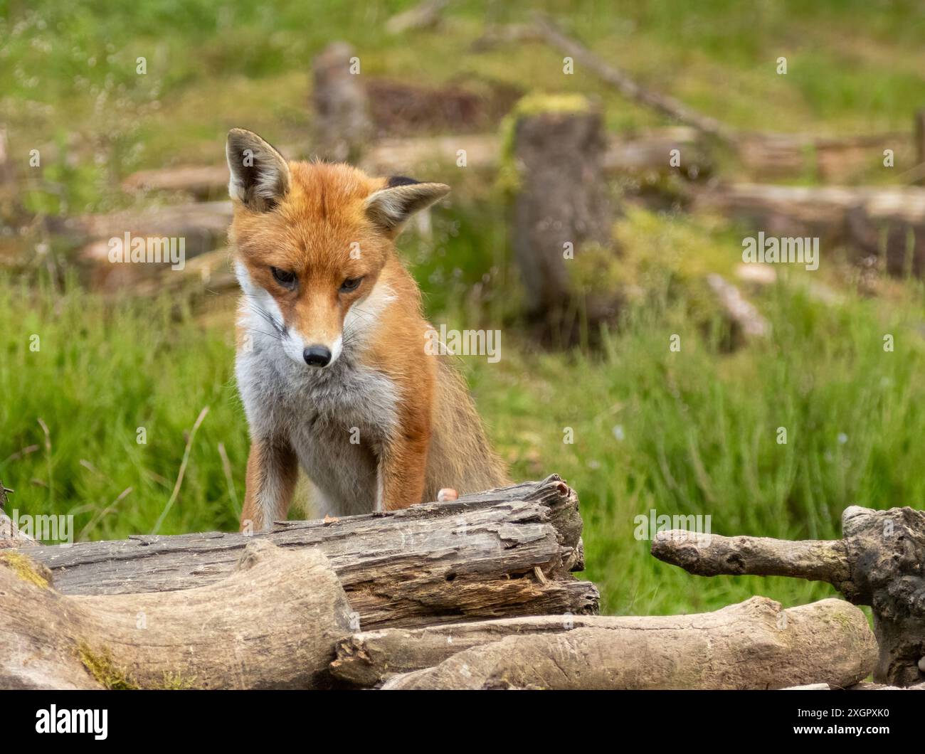 Beautiful curious fox in the forest Stock Photo - Alamy