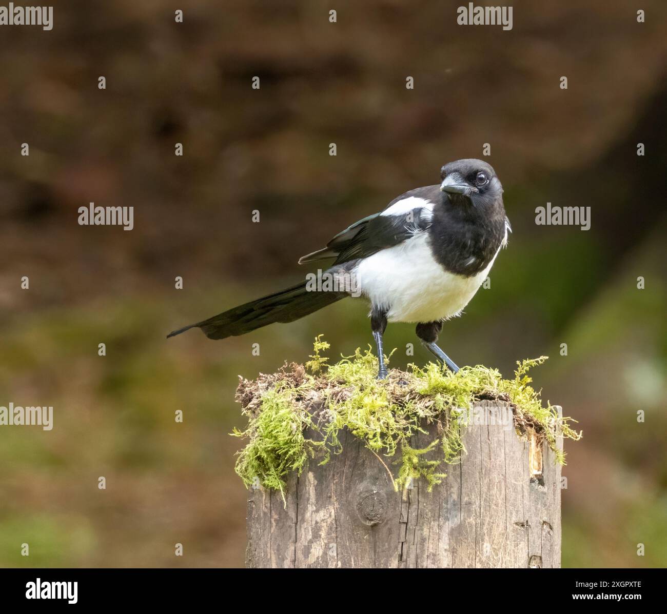 Beautiful blue markings hi-res stock photography and images - Alamy