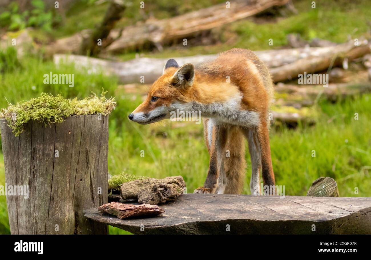 Beautiful curious fox in the forest Stock Photo - Alamy
