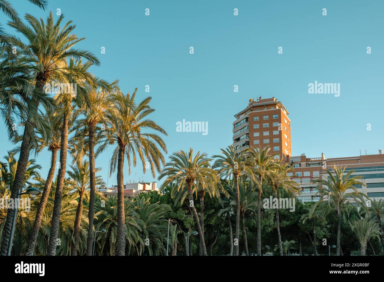 Scenic city park filled with tall palm trees and urban buildings in the ...