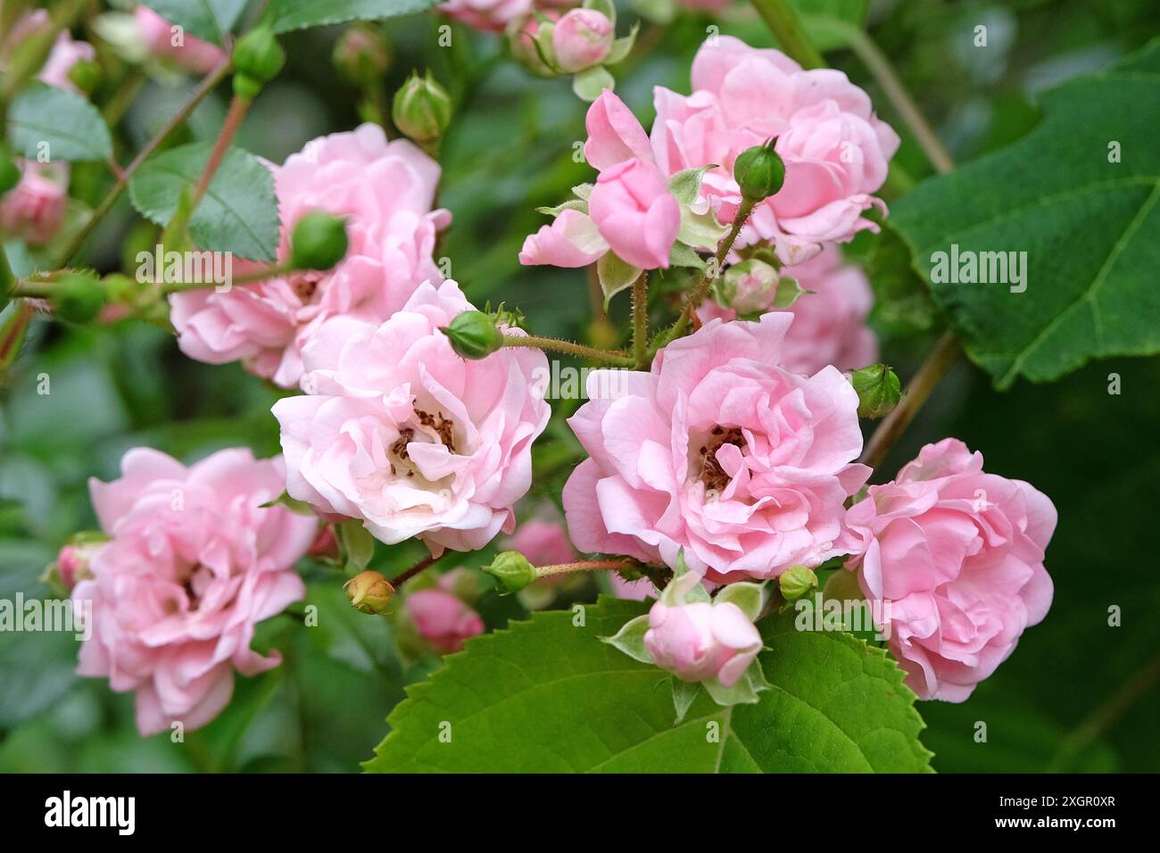 Pale pink shrub rose, rosa, ‘The Fairy’ in flower Stock Photo - Alamy