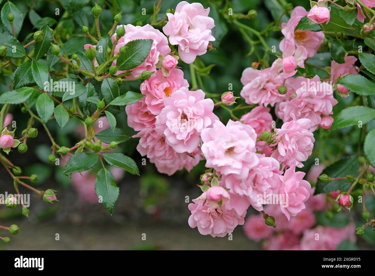 Pale pink shrub rose, rosa, ‘The Fairy’ in flower Stock Photo - Alamy