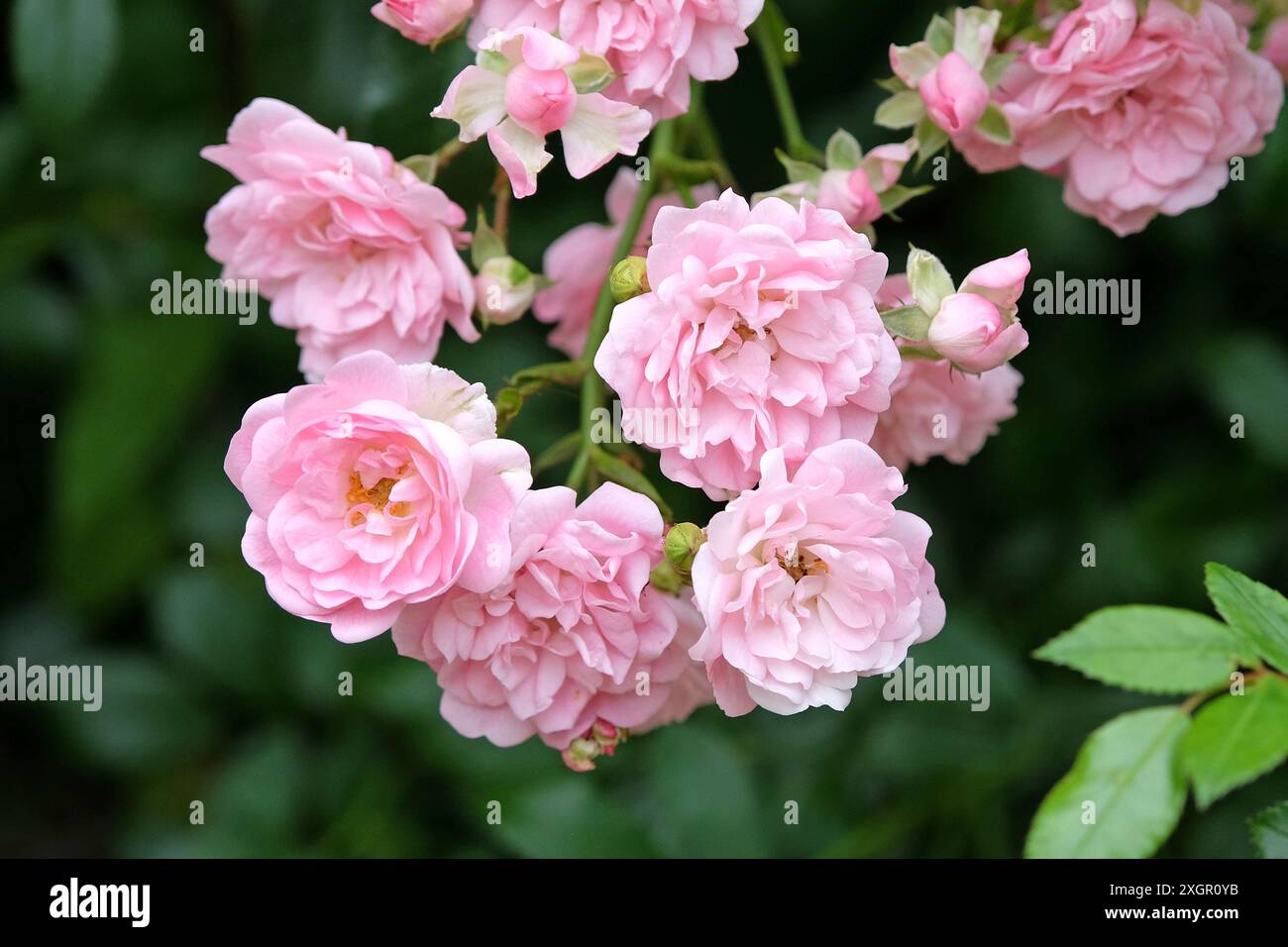 Pale pink shrub rose, rosa, ‘The Fairy’ in flower Stock Photo - Alamy