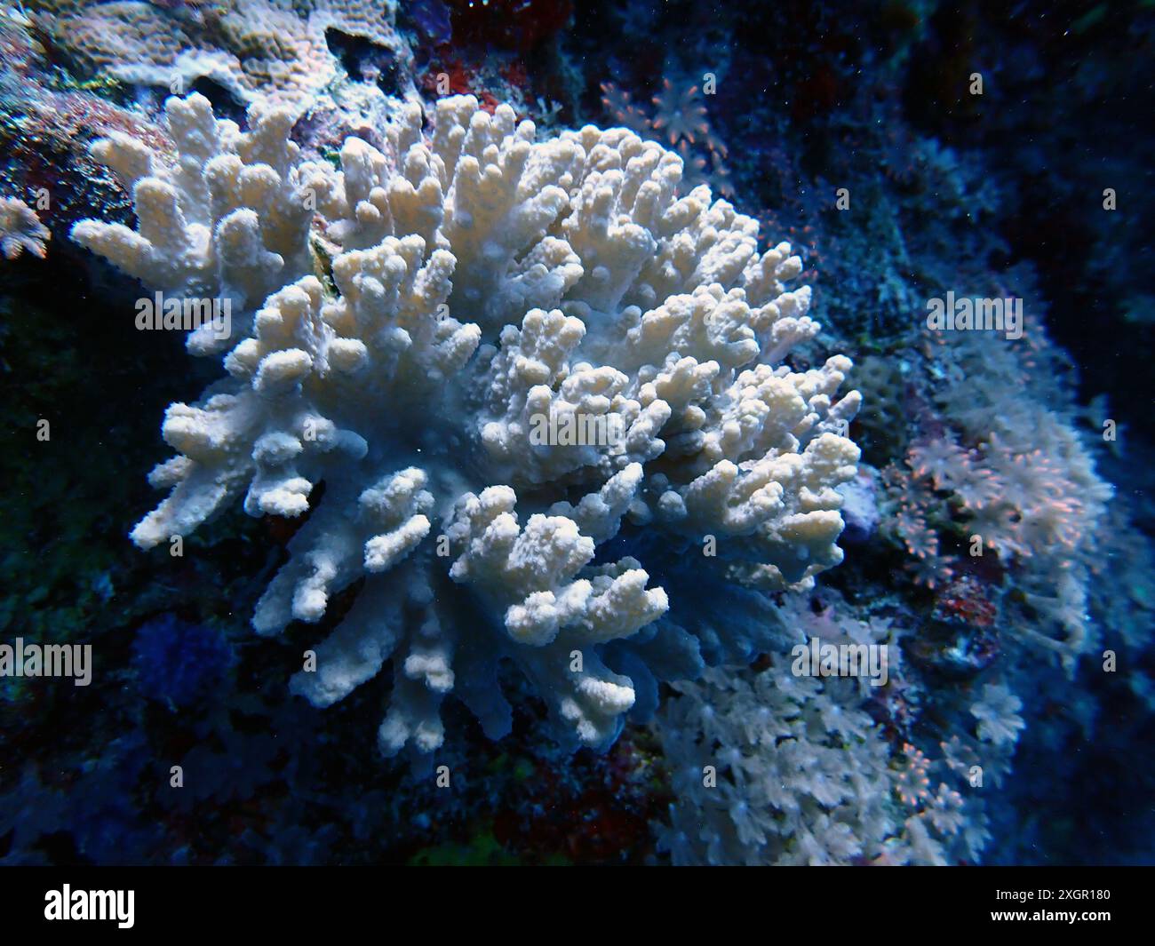 Reef assessment hi-res stock photography and images - Alamy