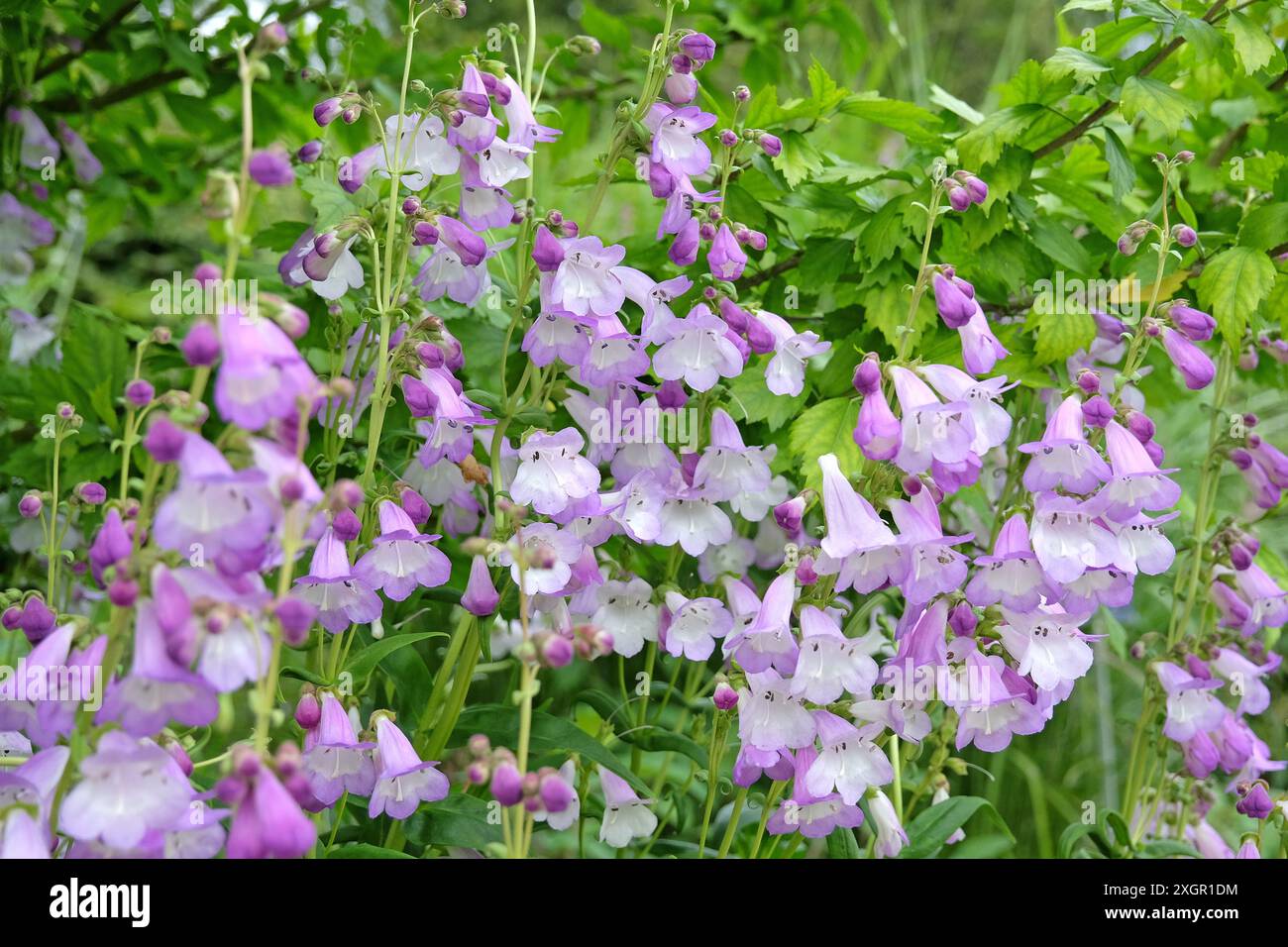 Pale purple and white penstemon, also known as foxglove beardtongue ...
