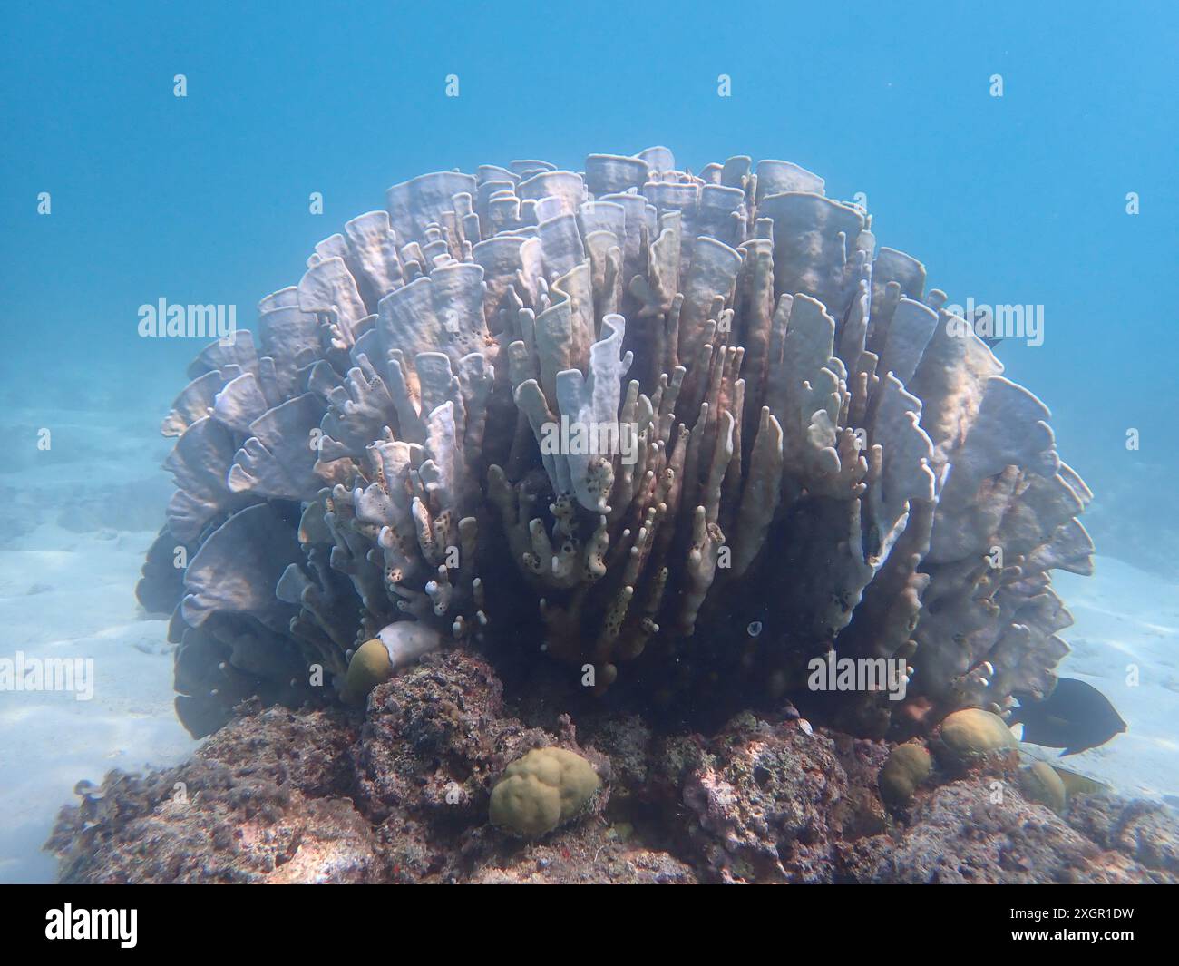 Reef assessment hi-res stock photography and images - Alamy