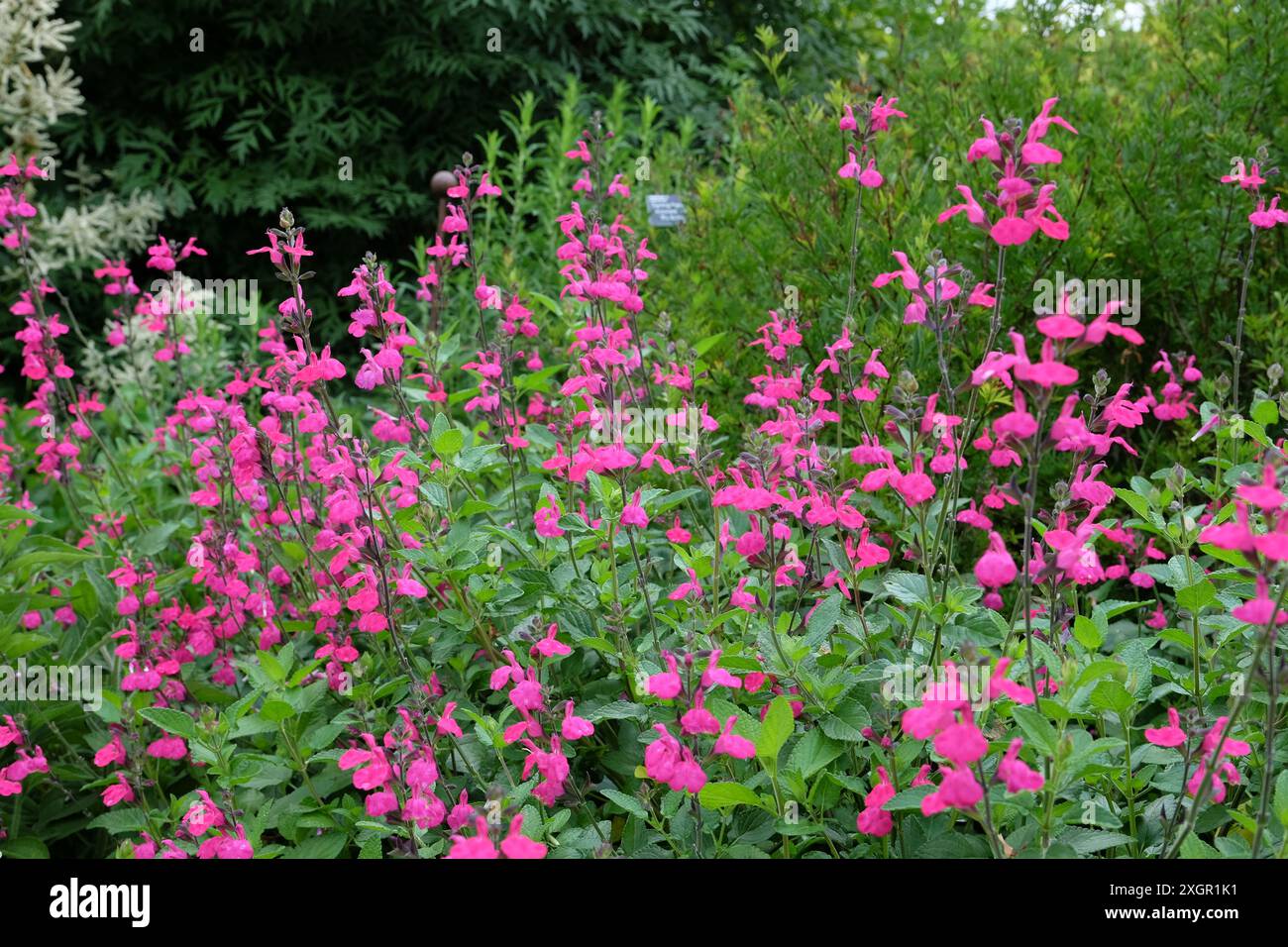 Bright pink Salvia microphylla ‘Cerro Potosí’, also known as baby sage ...