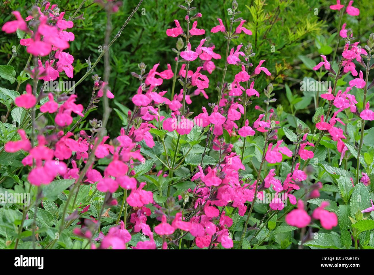 Bright pink Salvia microphylla ‘Cerro Potosí’, also known as baby sage ...