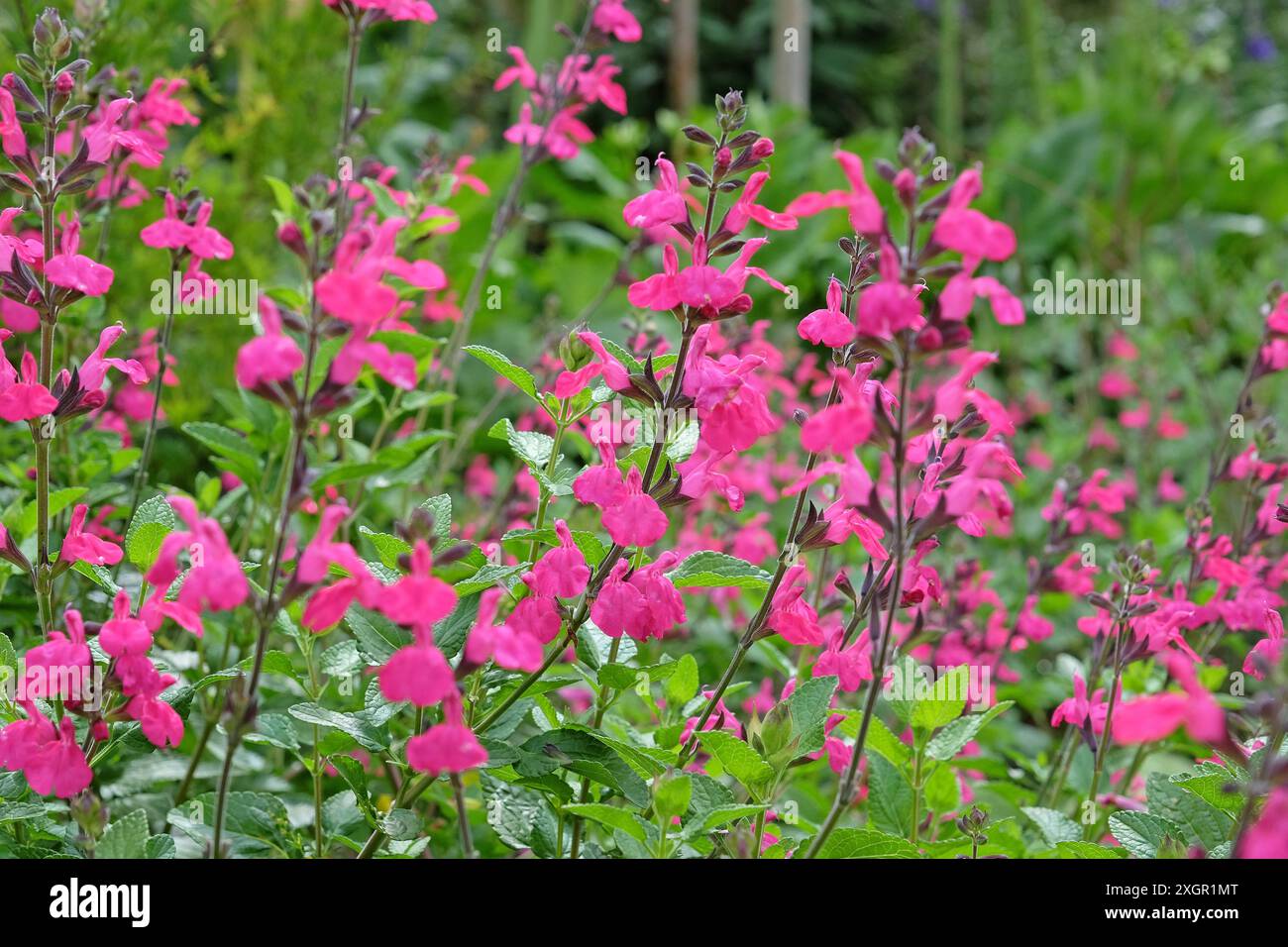 Bright pink Salvia microphylla ‘Cerro Potosí’, also known as baby sage ...