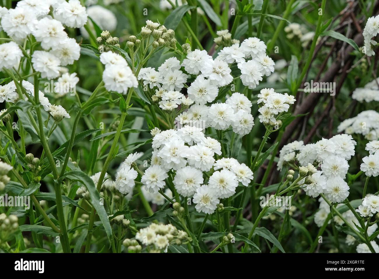 White Achillea ptarmica ‘Perry's White’, also known as sneezewort, in ...