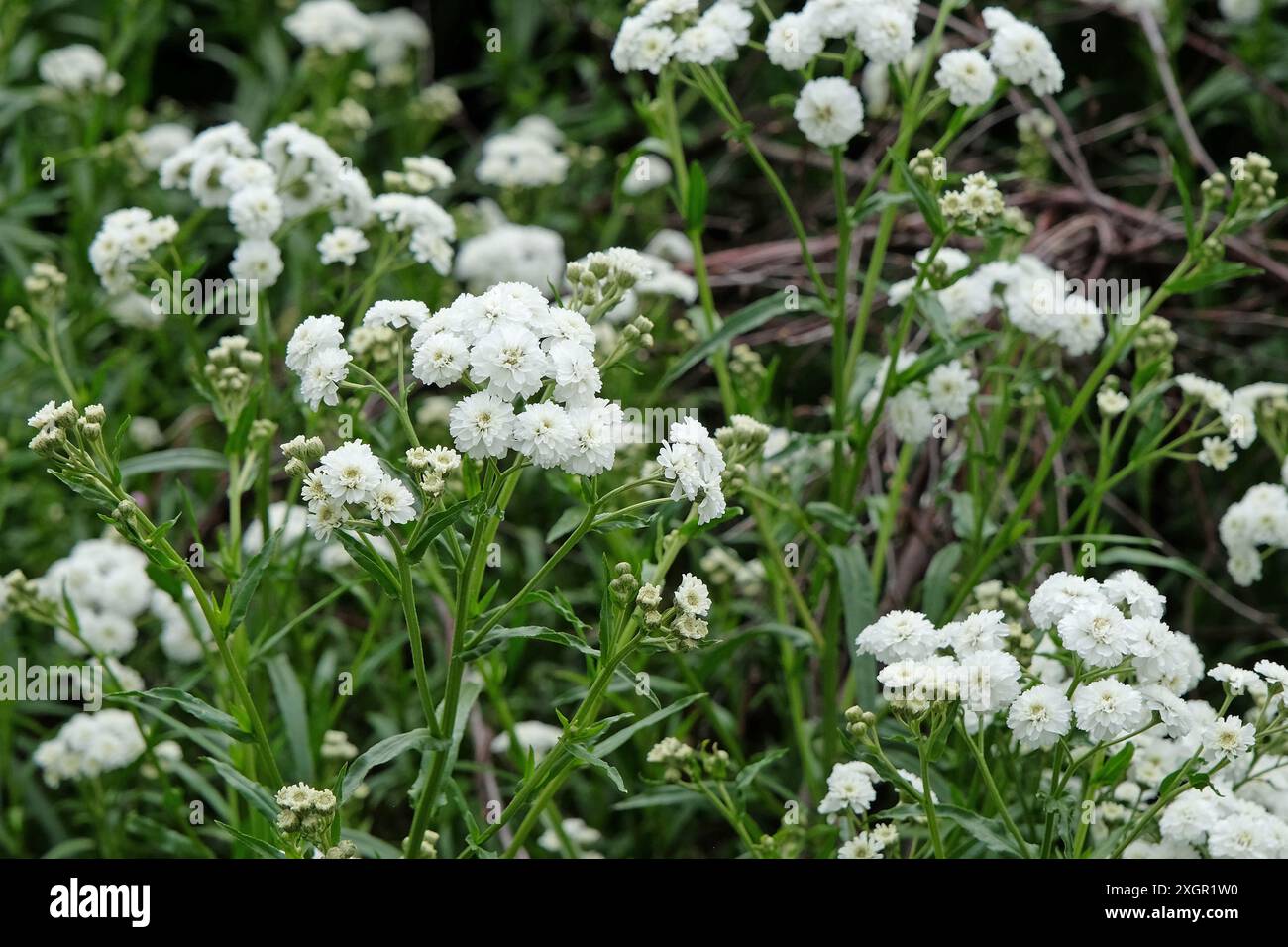 White Achillea ptarmica ‘Perry's White’, also known as sneezewort, in ...