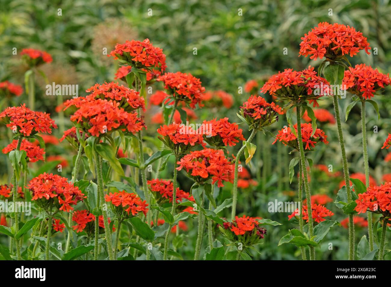 Bright red Lychnis chalcedonica or Maltese Cross in flower Stock Photo ...