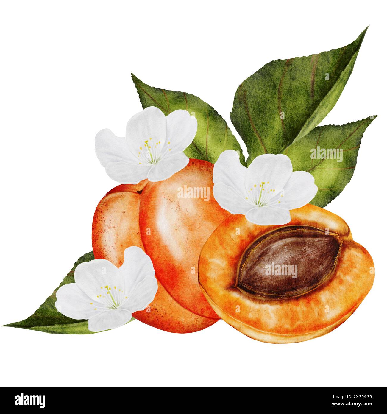 Apricot watercolor. Juicy realistic composition hand drawing of ripe ...